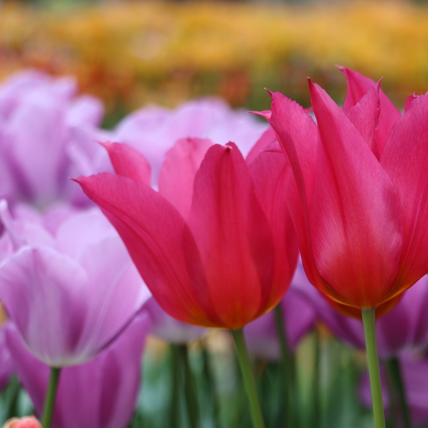 Amsterdam-travel-card - Tulip Festival Amsterdam