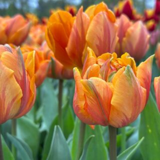 Buy Keukenhof tulip bulbs and create your own tulip spring garden