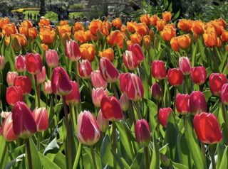Buy Keukenhof tulip bulbs and create your own tulip spring garden