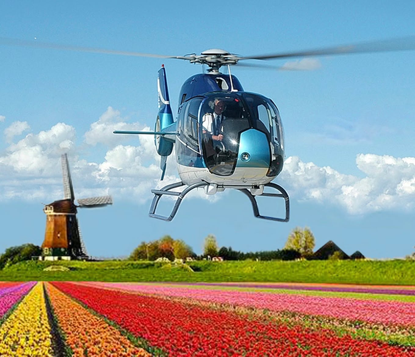 Tulip fields near Amsterdam in Holland - Tulip Festival Amsterdam