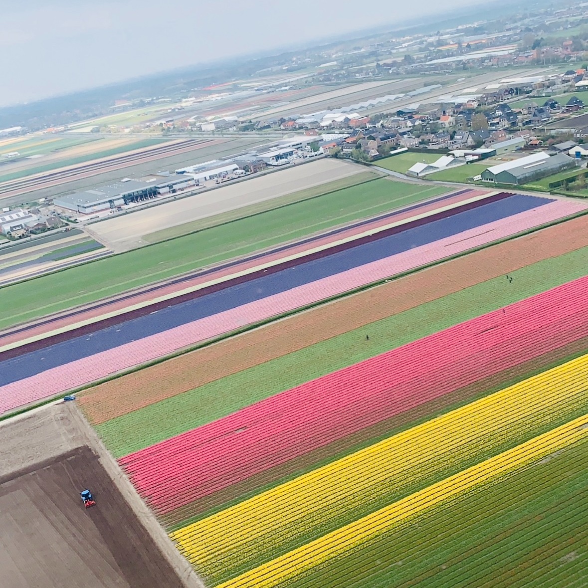 Tulip fields near Amsterdam in Holland - Tulip Festival Amsterdam