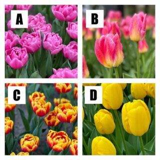 Check the Flower Map to see the blooming of the flower fields around ...