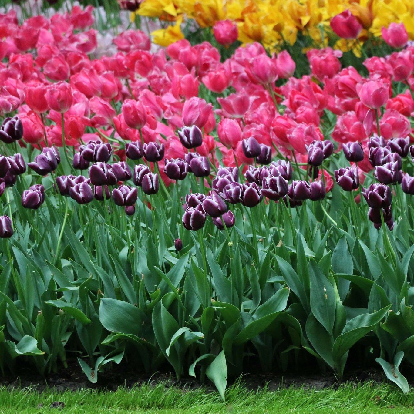 Tulp Festival 2023 - Tulip Festival Amsterdam