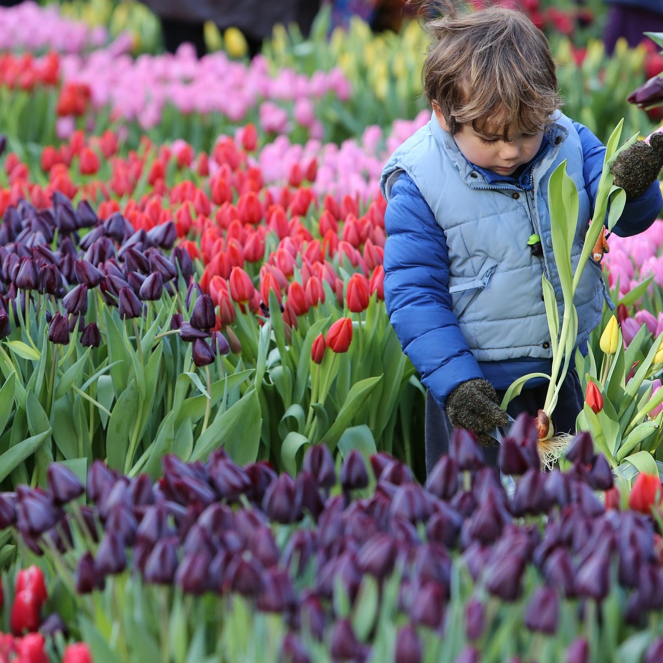 Windmill-Keukenhof - Tulip Festival Amsterdam