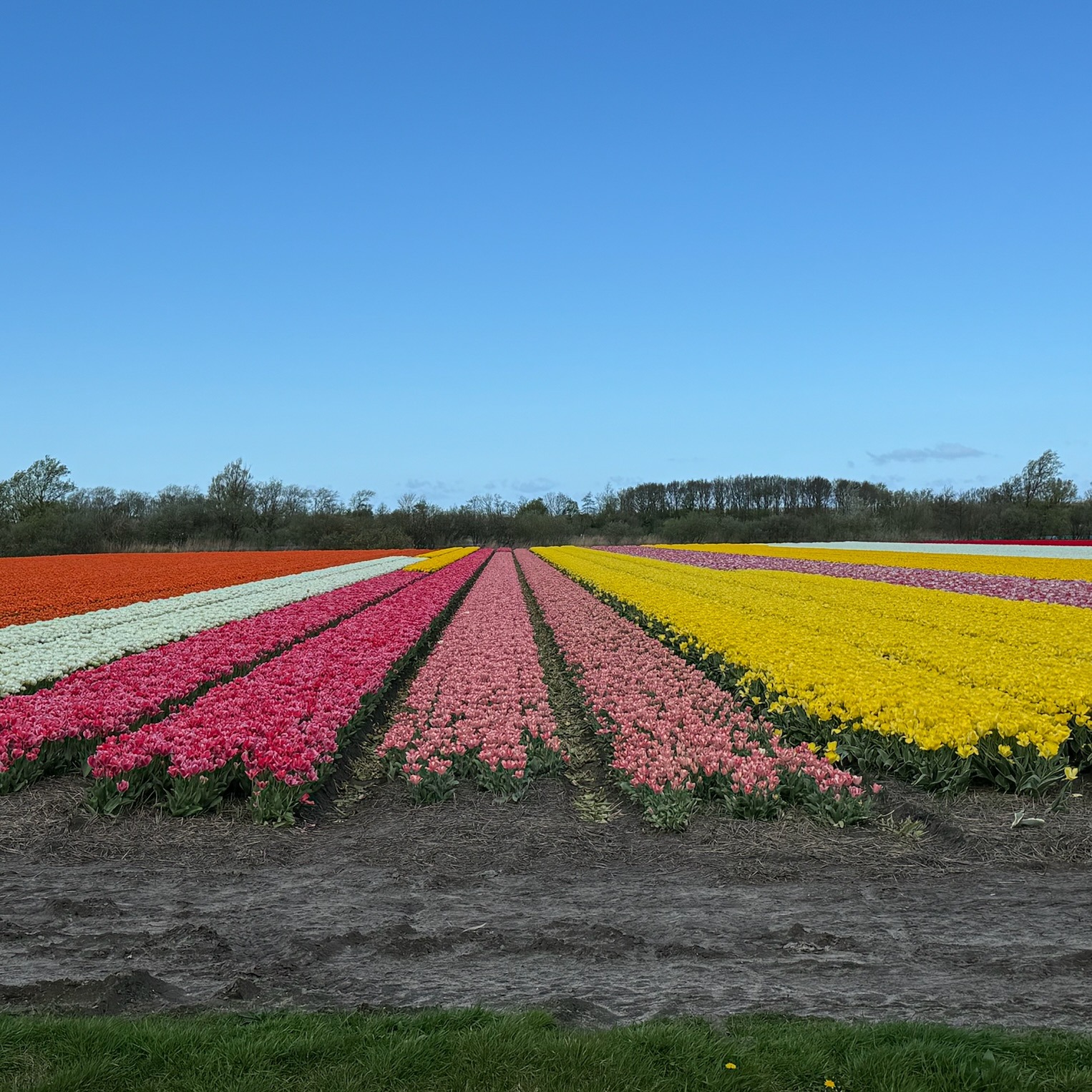Visit Dutch flower auction Royal FloraHolland Aalsmeer