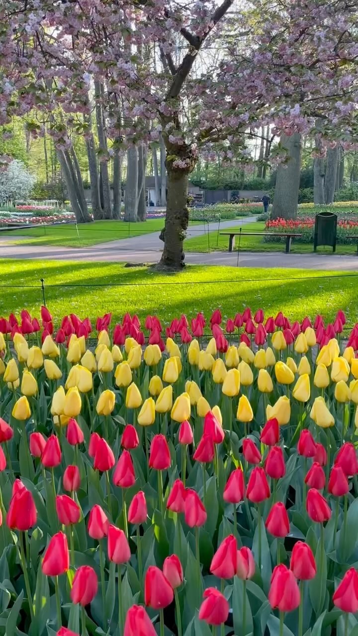 electric-scooter-tulip-tour-Noordwijk - Tulip Festival Amsterdam