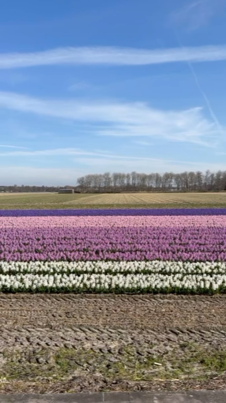 Museum Square – Tulip Festival Amsterdam
