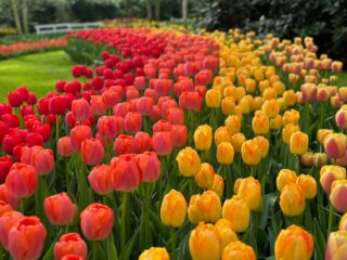 Visit Dutch flower auction Royal FloraHolland Aalsmeer