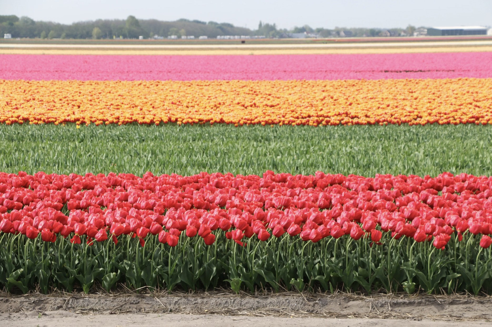 Dutch Flower Parade 2025 - Tulip Festival Amsterdam