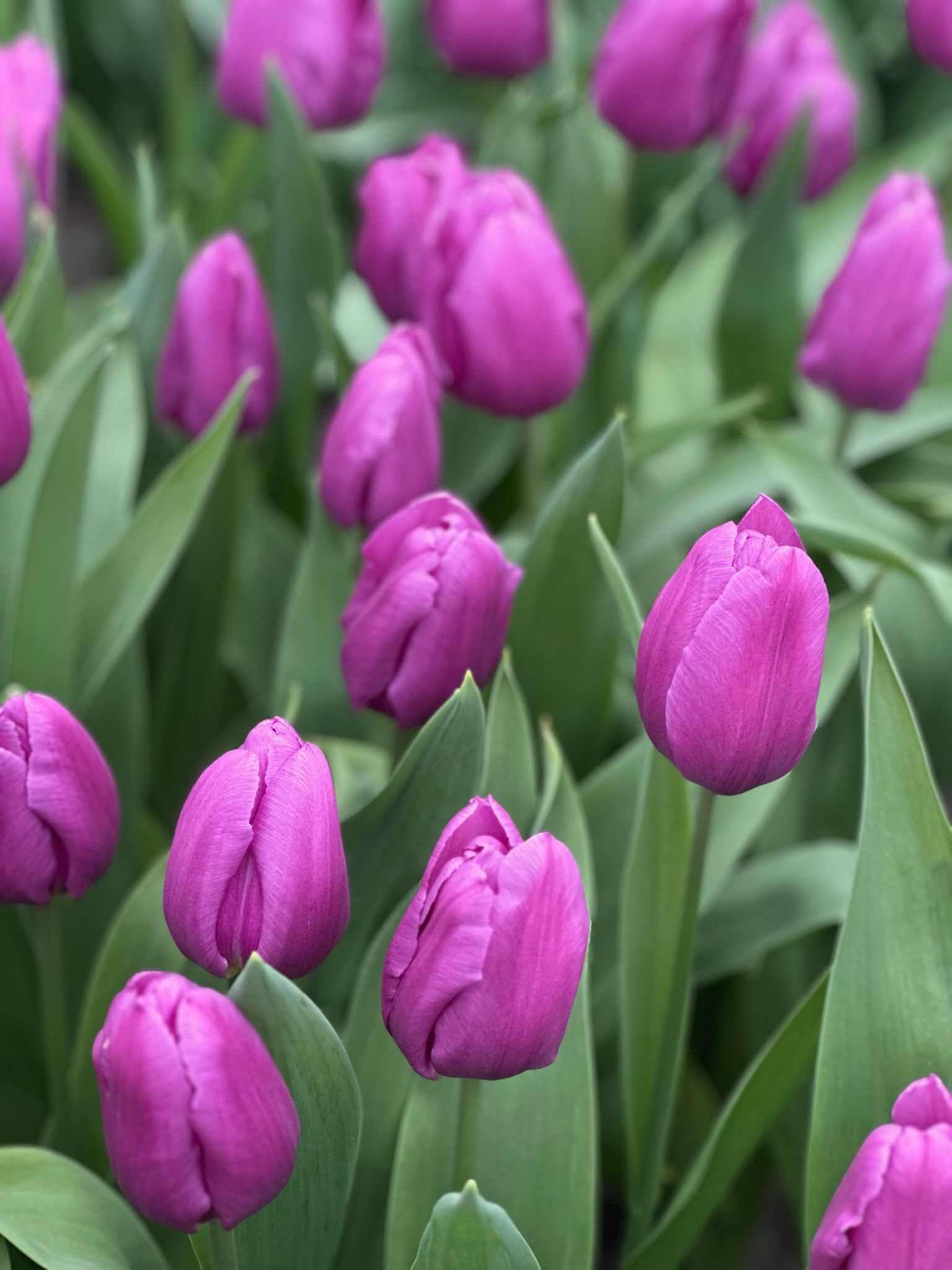 Tulp Festival 2026 - Tulip Festival Amsterdam