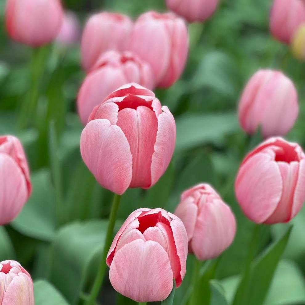 Tours and Tickets Amsterdam - Tulip Festival Amsterdam