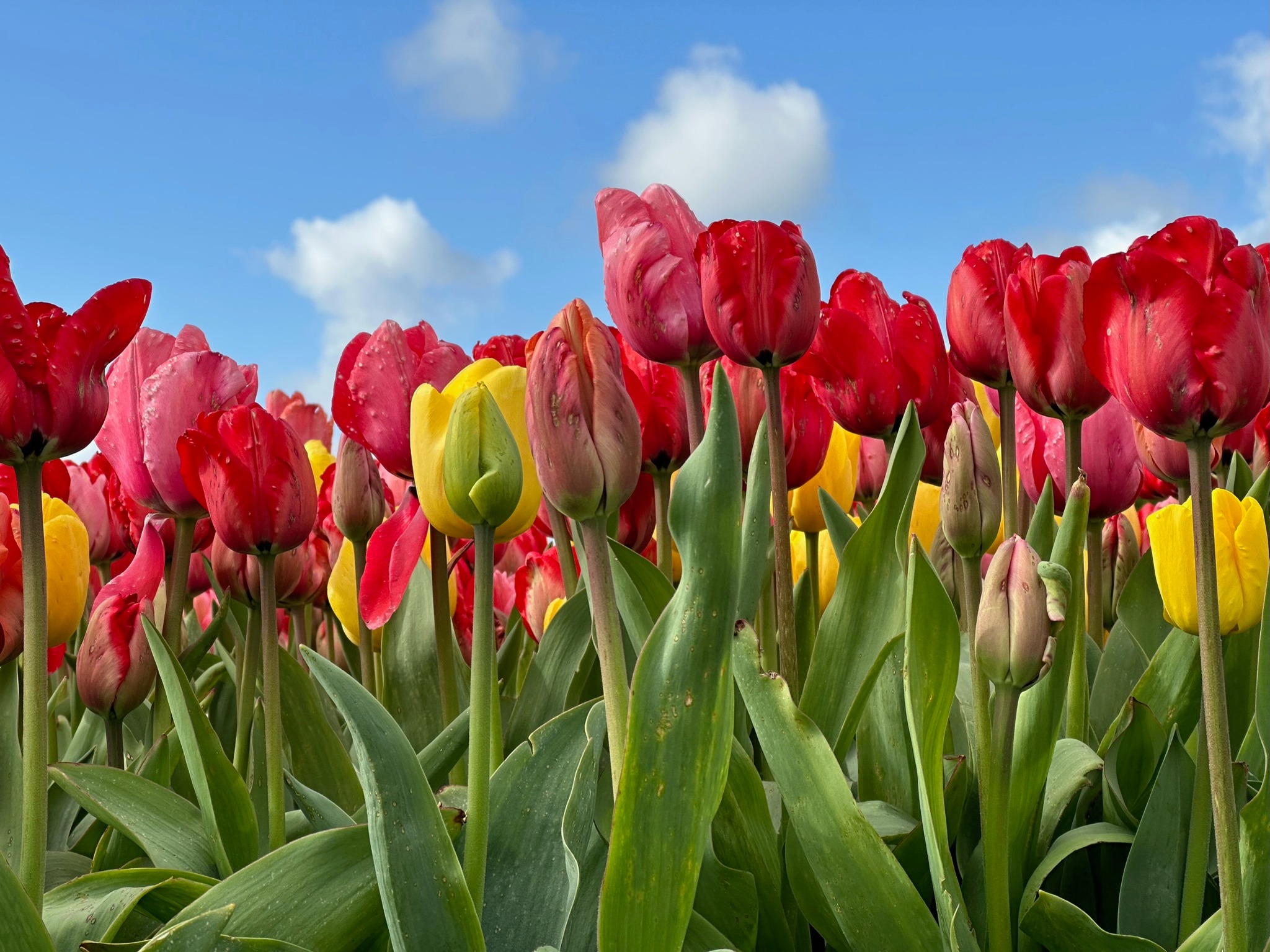 Tulip fields near Amsterdam in Holland - Tulip Festival Amsterdam