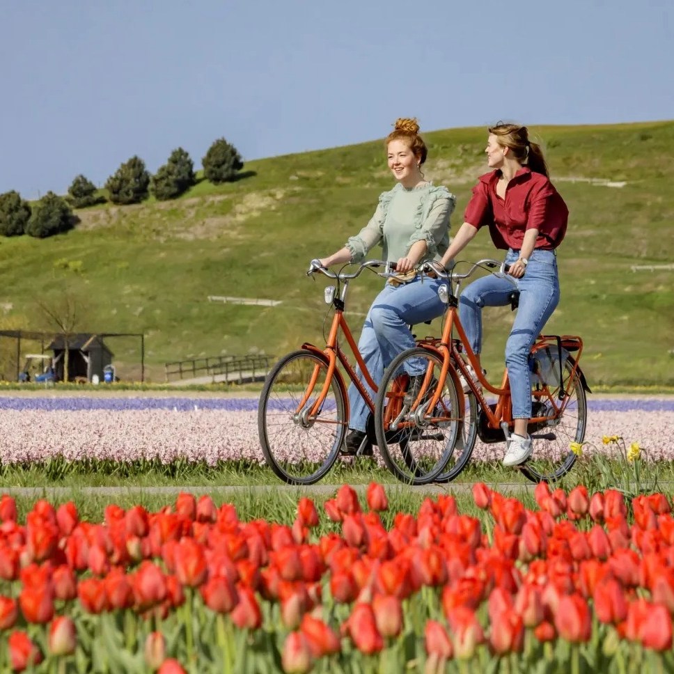Visit Dutch flower auction Royal FloraHolland Aalsmeer
