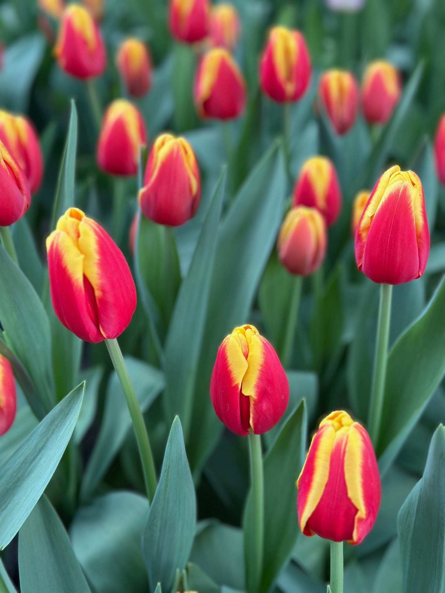 Visit the Flower Parade in Holland - Saturday, April 18 2026