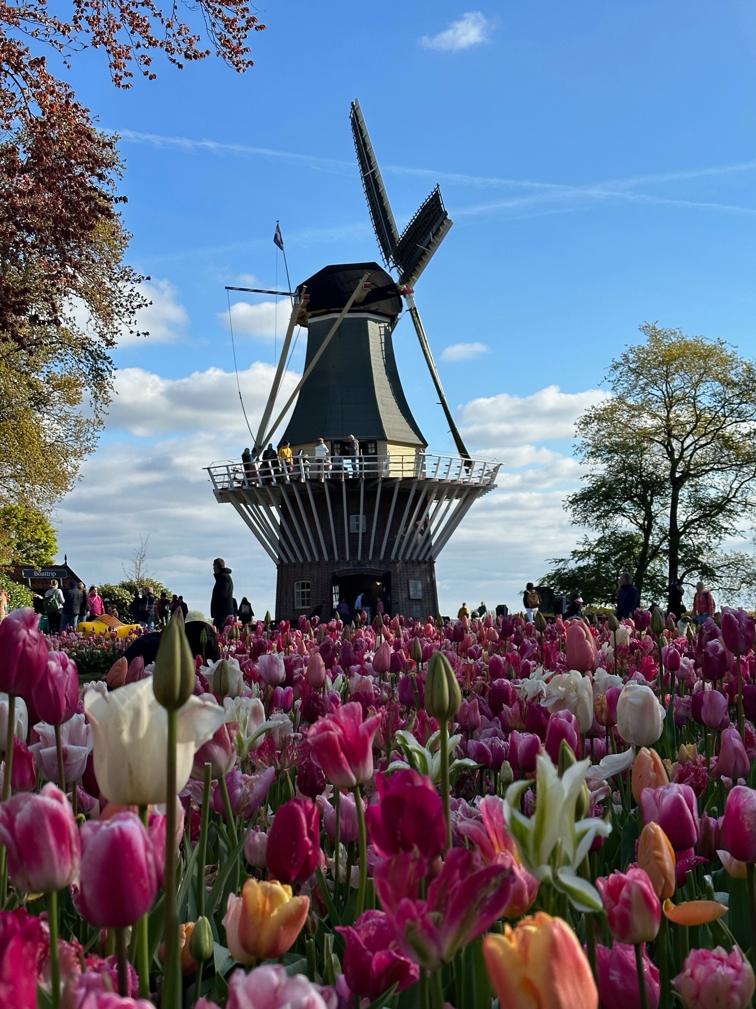 Dutch Flower Parade 2025 - Tulip Festival Amsterdam