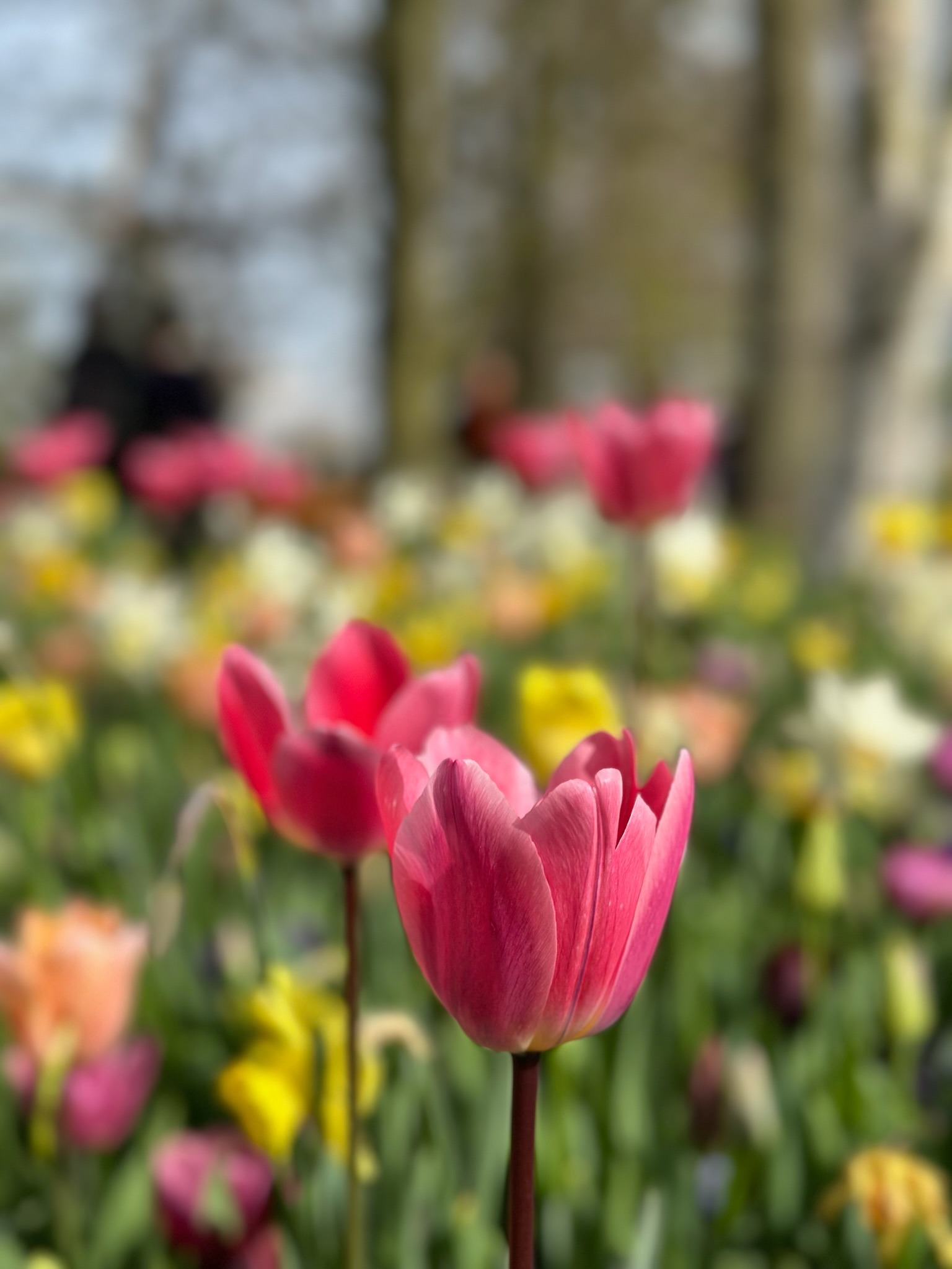 Windmills - Tulip Festival Amsterdam