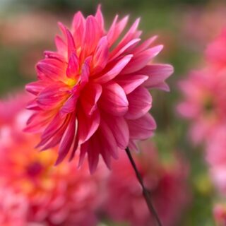 Check the Flower Map to see the blooming of the flower fields around ...