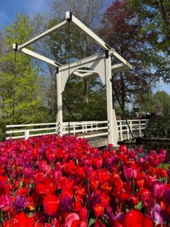 Check the Flower Map to see the blooming of the flower fields around ...